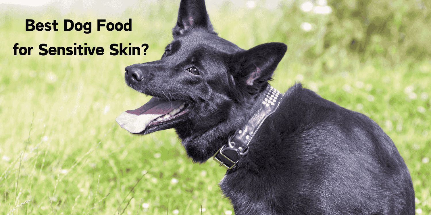 Best Dog Food for Sensitive Skin Australia 2025 | Expert Guide – ADS ...